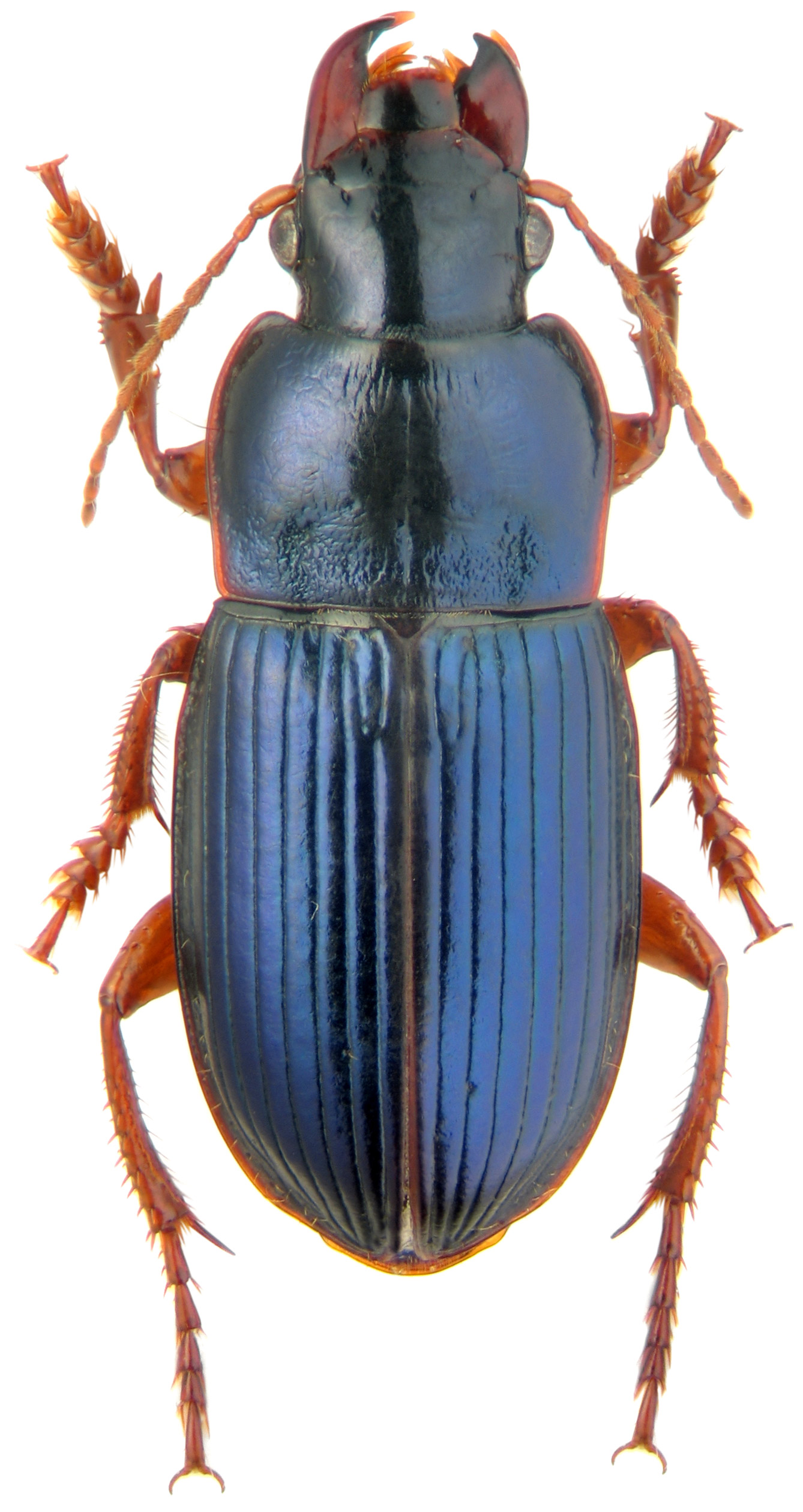 Harpalus rubripes - Alchetron, The Free Social Encyclopedia